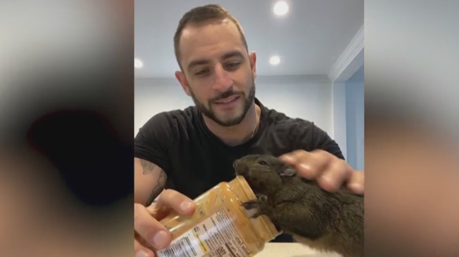 ‘Grief, anger’ for P’Nut the Squirrel’s owner after animal’s death ...