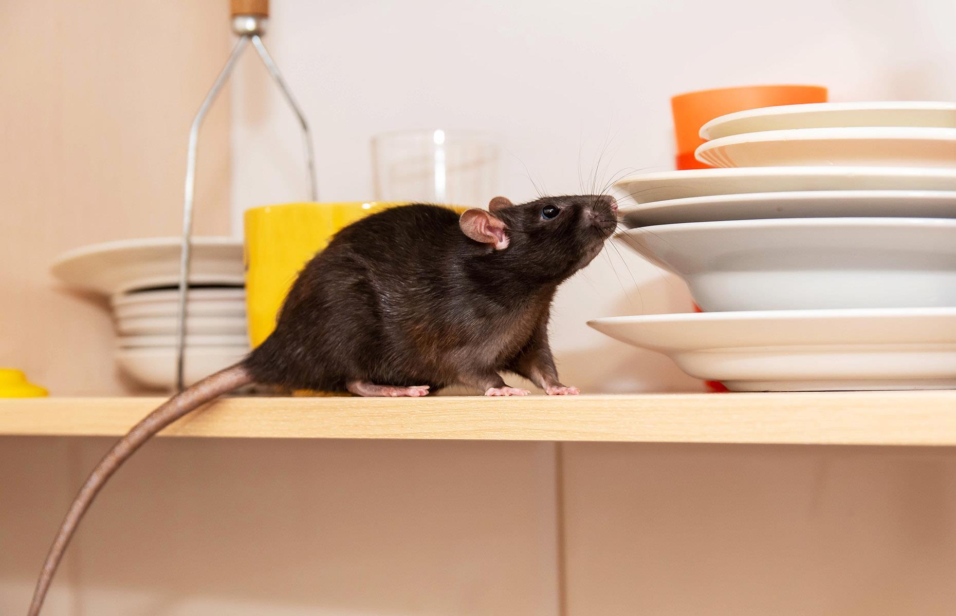 13 common household pests (and how to STOP them)