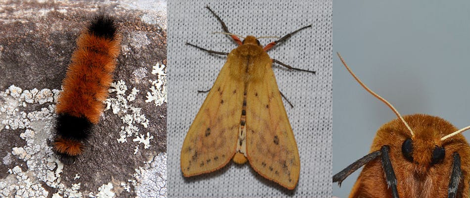 Nature's meteorologist? Do woolly bear caterpillars forecast winter ...