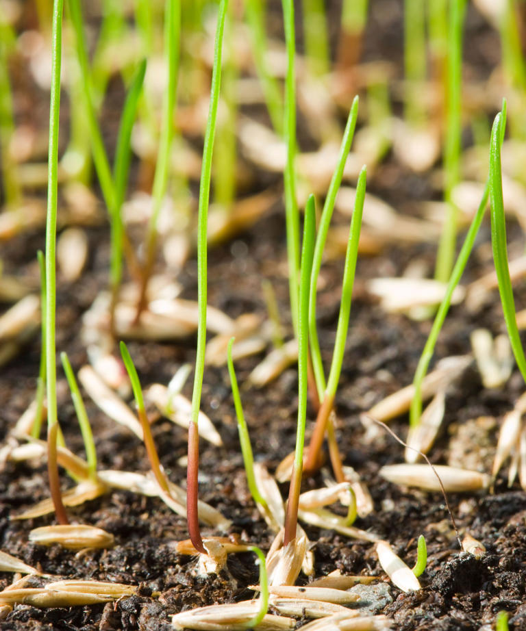 Slit seeding a lawn is ideal for reinvigorating thin or patchy grass ...