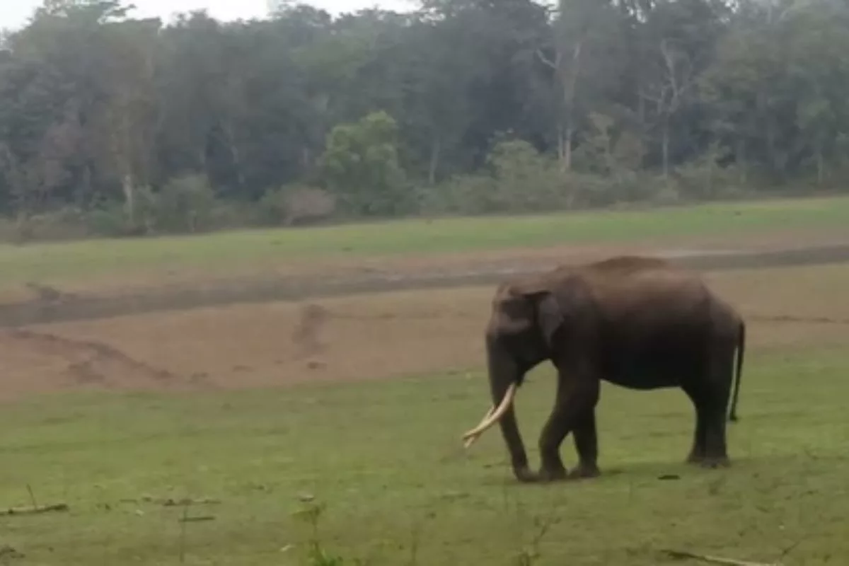 Wild elephants kill 2 in Garhwa, villagers blame Forest Dept’s inaction