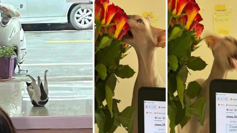 25 Examples Of Cats Being Complete Goobers