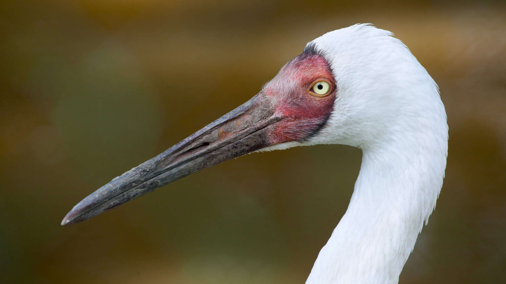 13 Secretive Birds That Could Slip Past You Without A Trace