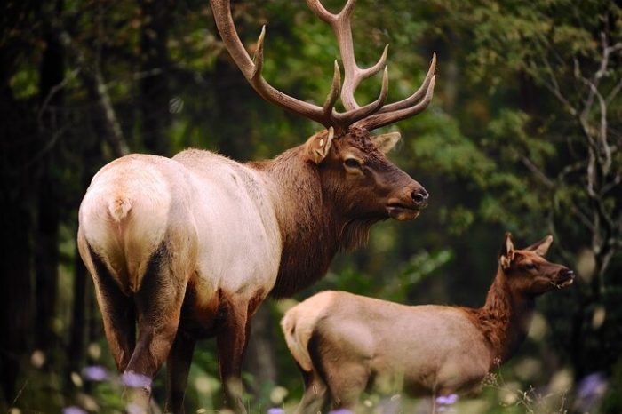 Elk Cam returns for 2025 season, here’s how to watch