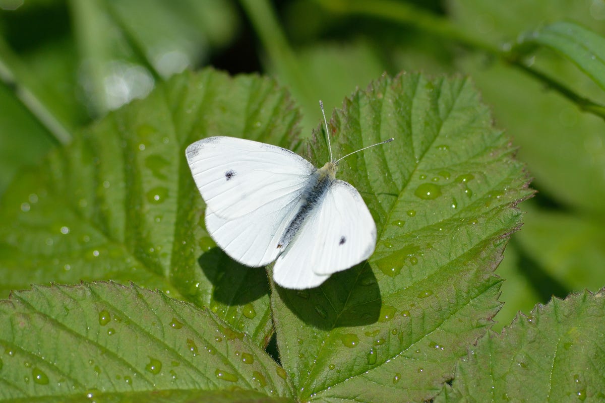 The Deep Symbolism and Meaning Behind a Butterfly's Colors