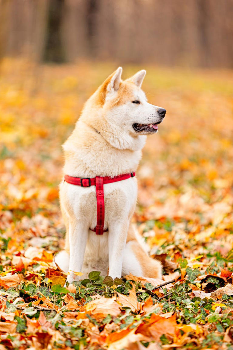 15 most expensive dog breeds you can adopt today