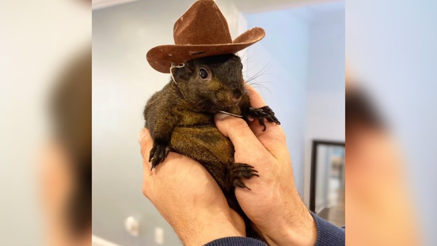 Peanut the squirrel’s owners sue New York, Chemung County