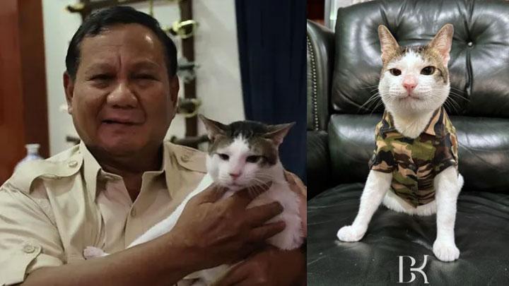 Perlakuan Istimewa Kucing Bobby Kertanegara dengan Fasilitas Negara ...