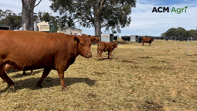 Yallambee Angus sale in Southern Highlands Yallambee Angus sale in Southern Highlands