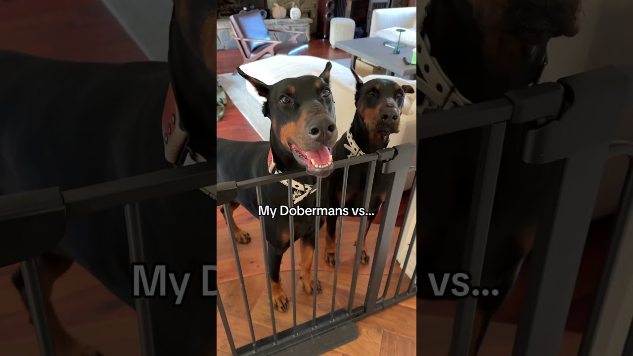 Dobermans and Malinois Show Off Their Bond