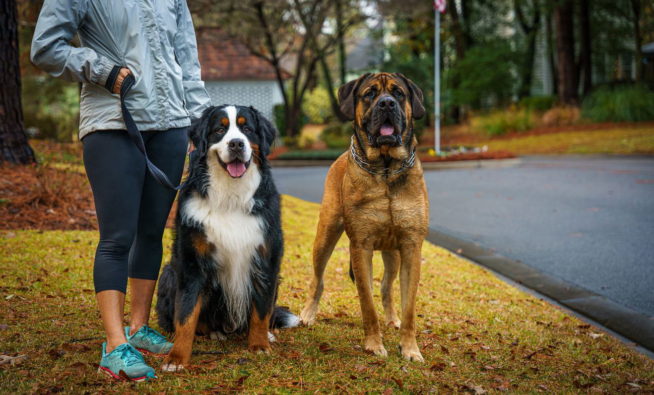 America's 10 Favorite Large Dog Breeds & Their Most Common Health Risks America's 10 Favorite Large Dog Breeds & Their Most Common Health Risks