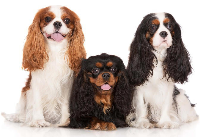 Cutest dog breeds? Discover 7 you'll want to bring home