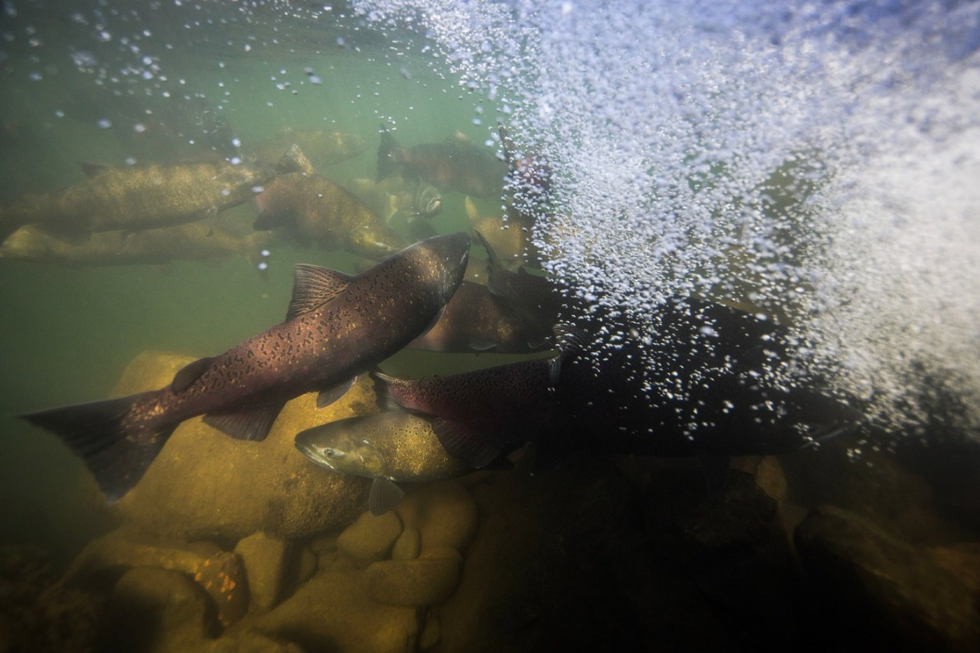 ‘Hope dies hard’: Fishing industry reacts to CA salmon season closure ‘Hope dies hard’: Fishing industry reacts to CA salmon season closure