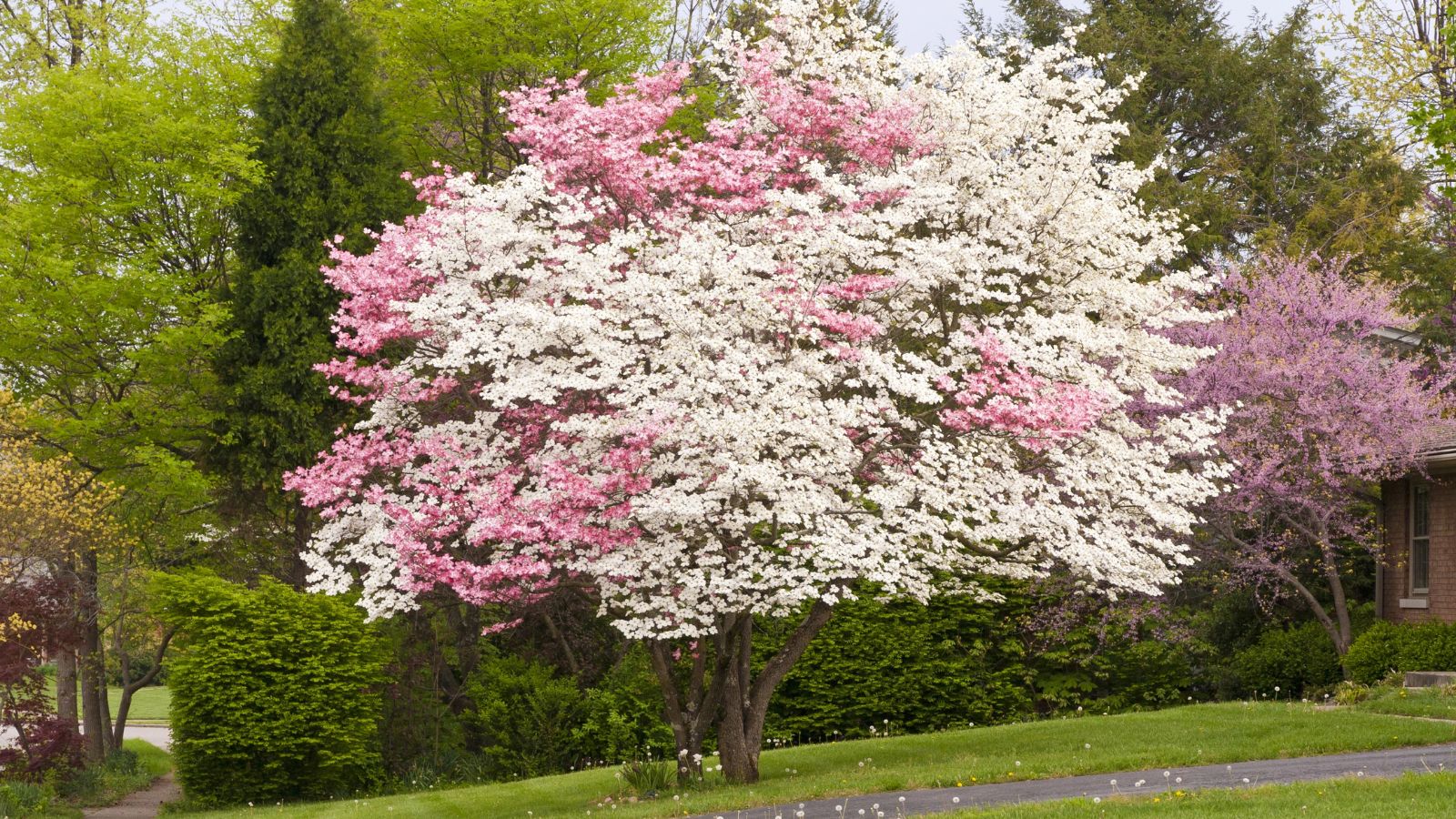8 Stunning Dwarf Flowering Trees For Small Gardens