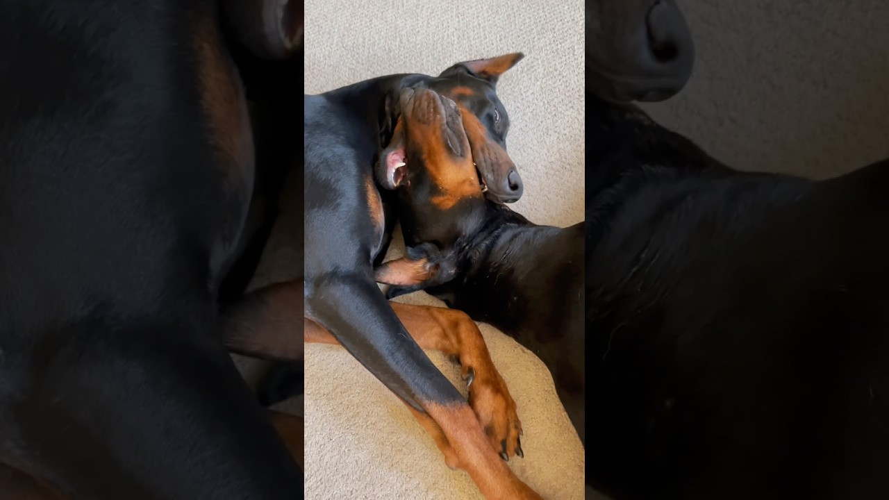 Doberman or Velociraptor? Funny Dogs Face-Biting Moment