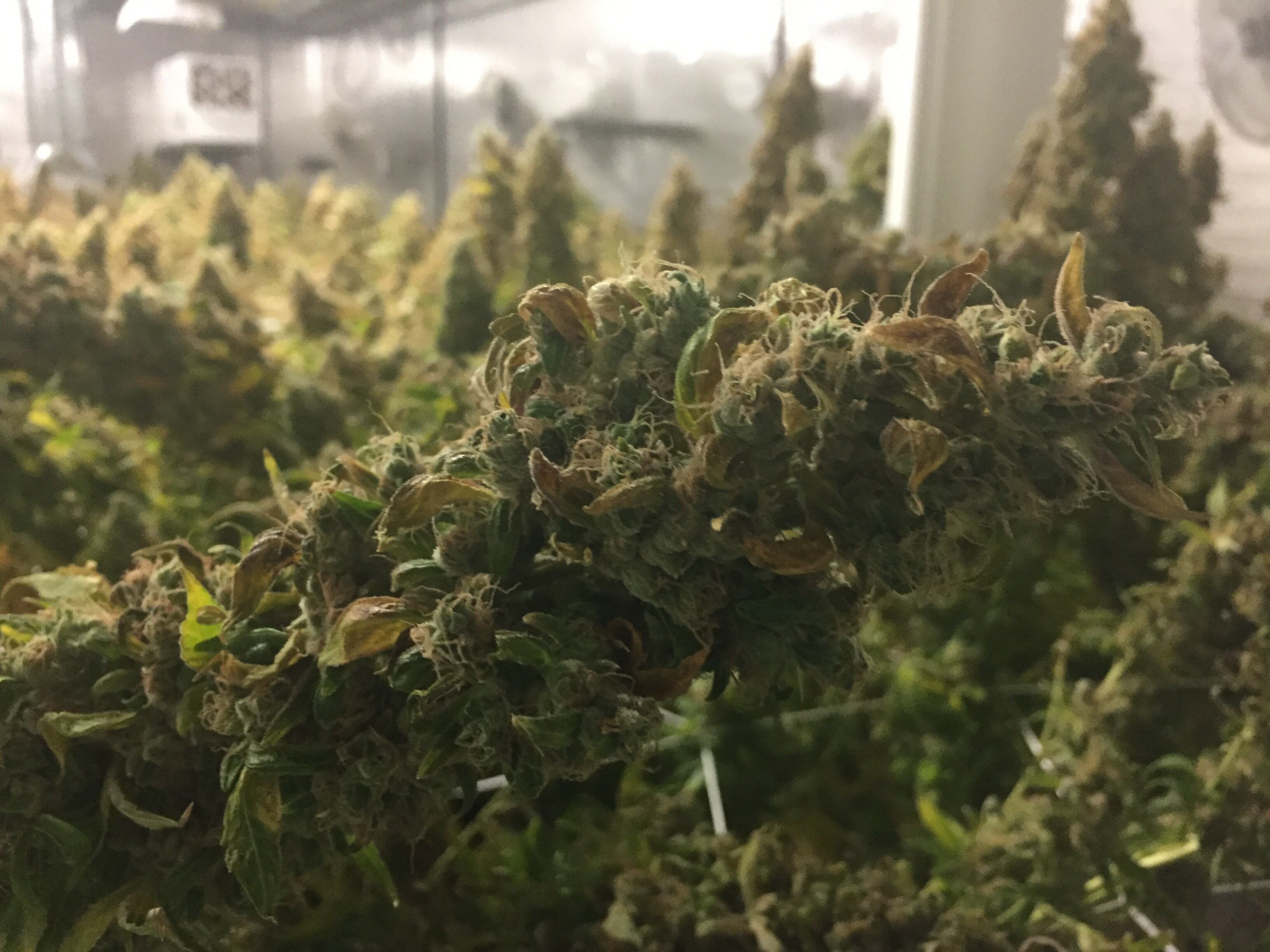 Floridians react to recreational marijuana amendment on the 2024 ballot Floridians react to recreational marijuana amendment on the 2024 ballot