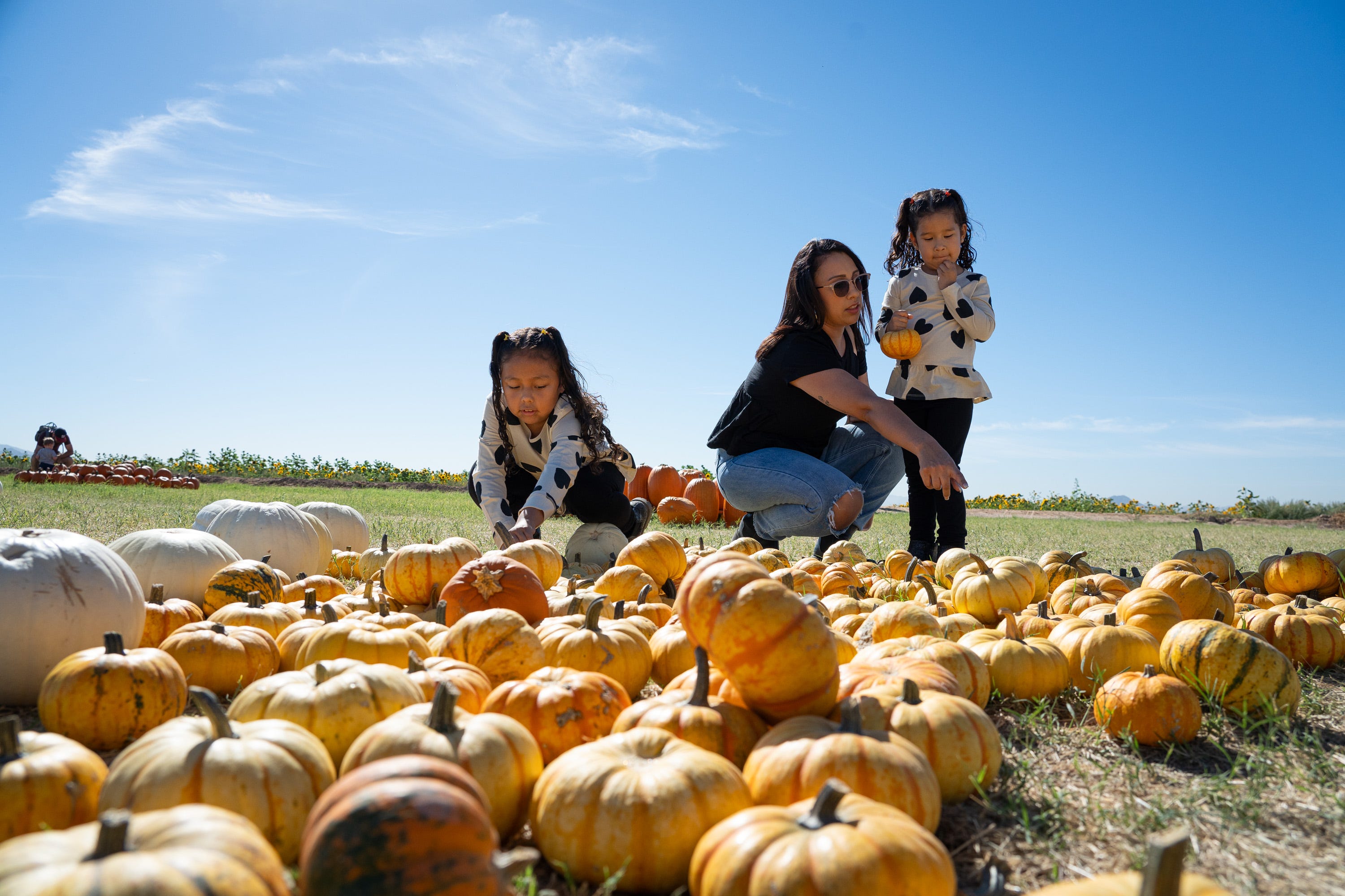 These are the 5 best pumpkin patches in Arizona. Where to go for 2025