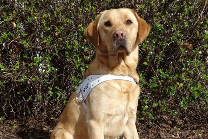 Fundraisers in Hamilton recognised for raising £13,000 for Guide Dogs ... Fundraisers in Hamilton recognised for raising £13,000 for Guide Dogs ...