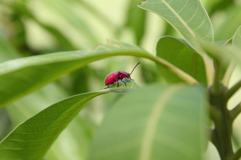 Cómo eliminar la cochinilla lapa: métodos eficaces y prevención en plantas