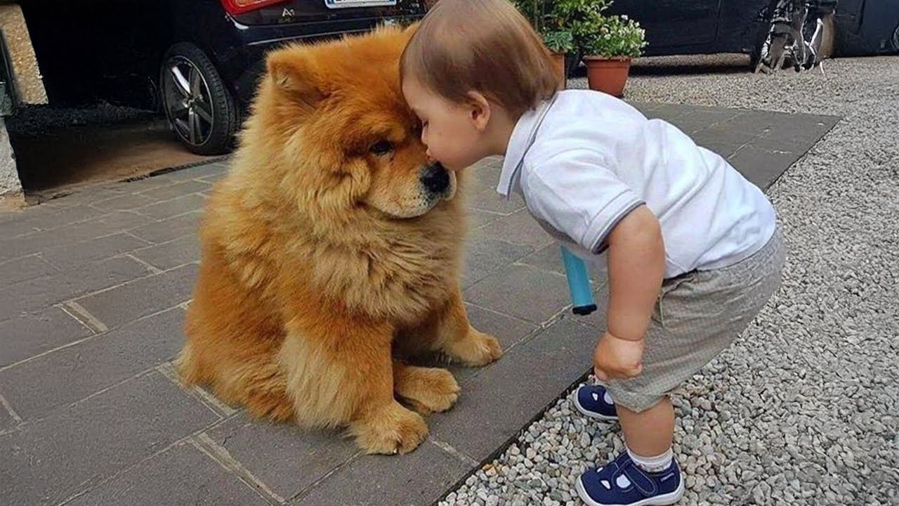 Dog plays big brother in hilarious moment