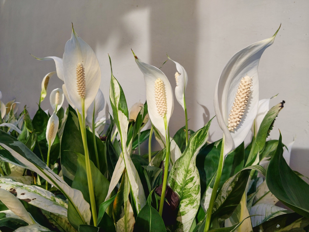8 Ways to Keep Your Peace Lily Healthy Year-Round 8 Ways to Keep Your Peace Lily Healthy Year-Round