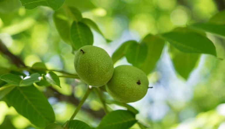 Por qué las nueces del nogal se ponen negras: causas, síntomas y ...