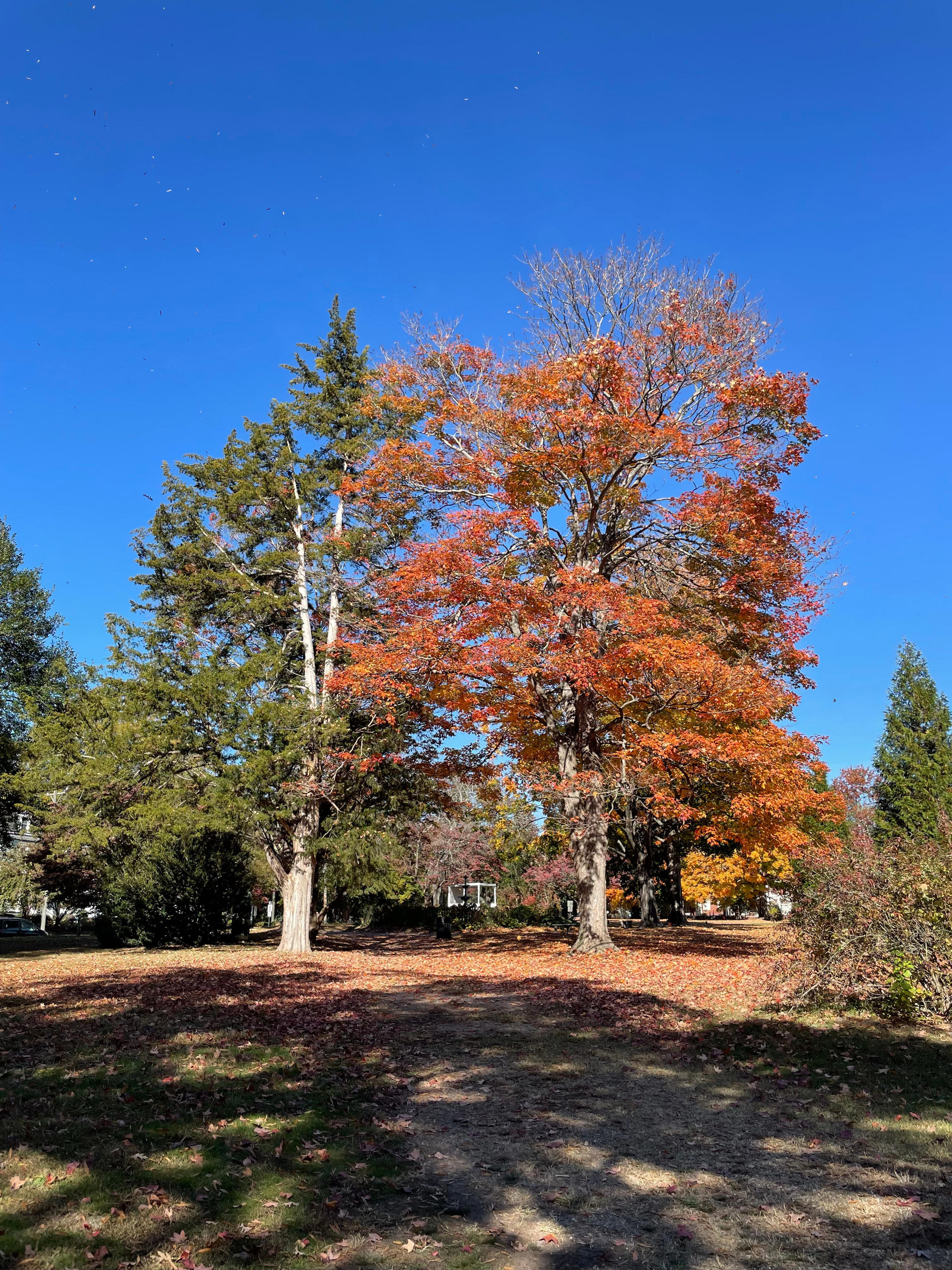 Petersburg City Council adopts new plan to grow tree canopy and manage ...