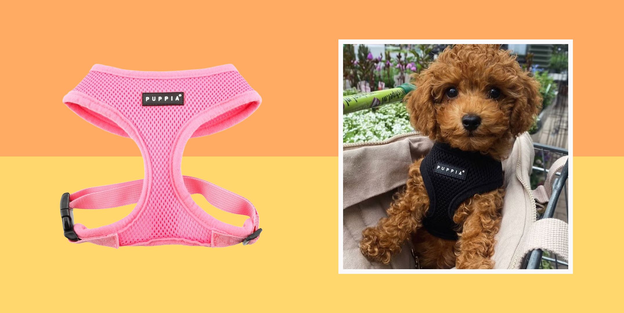 11 best dog harnesses for comfy walks