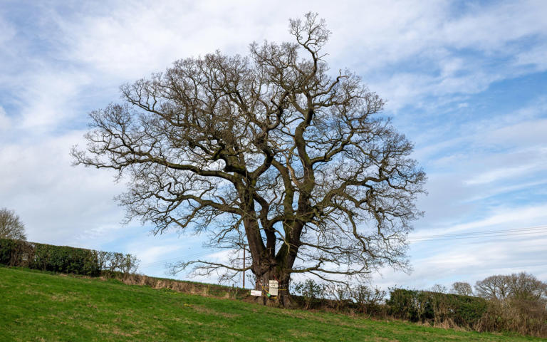Britain’s 20 greatest trees