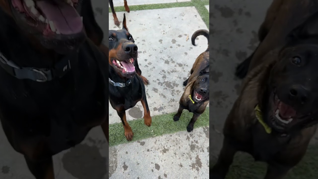 My Doberman and Belgian Malinois dogs are equally crazy