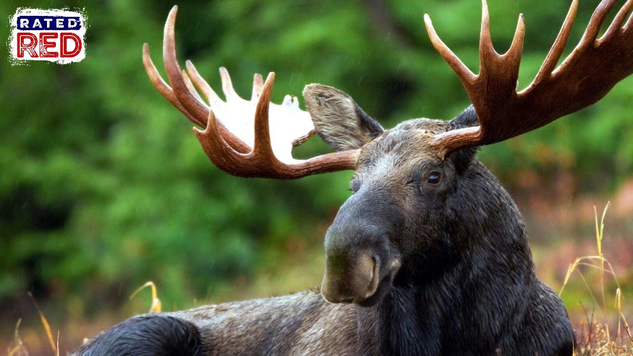 How Big Game Hunting Impacts State Economies