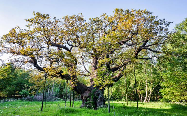 Britain’s 20 greatest trees