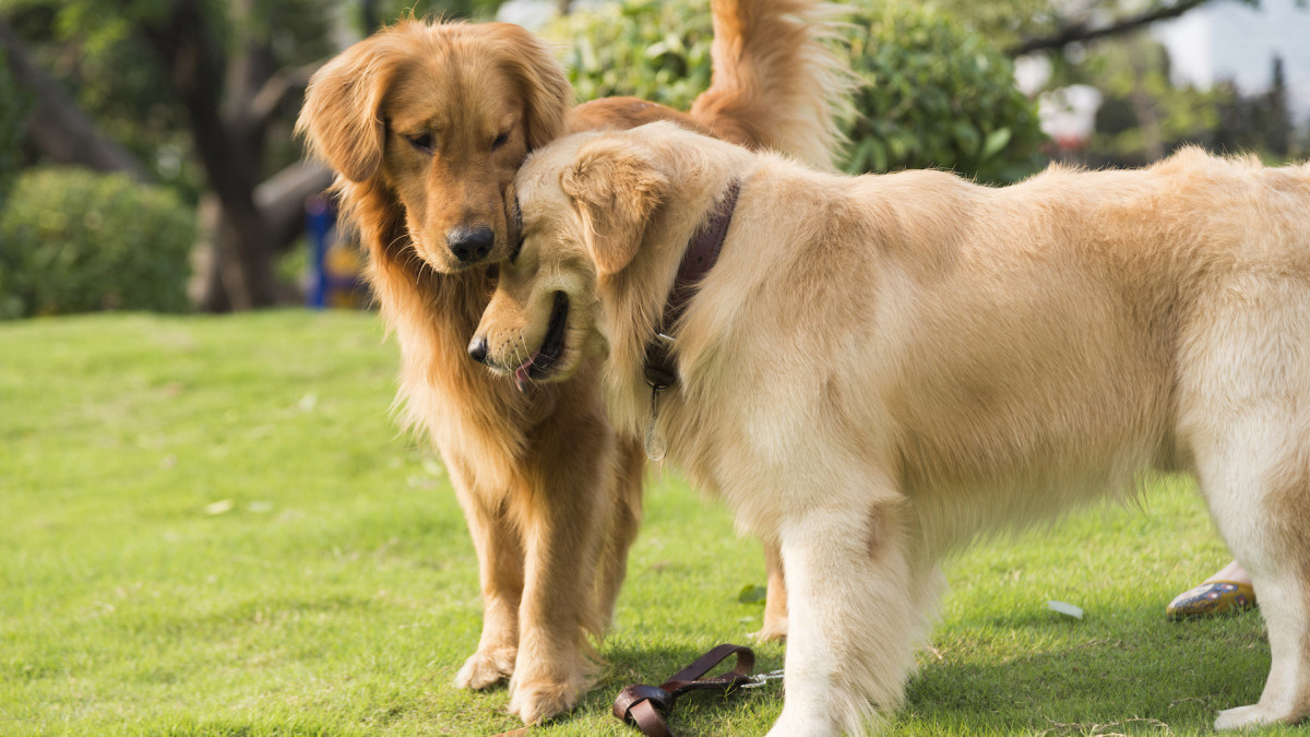 7-Month-Old Golden Retriever Brothers Can't Contain Their Joy After ... 7-Month-Old Golden Retriever Brothers Can't Contain Their Joy After ...