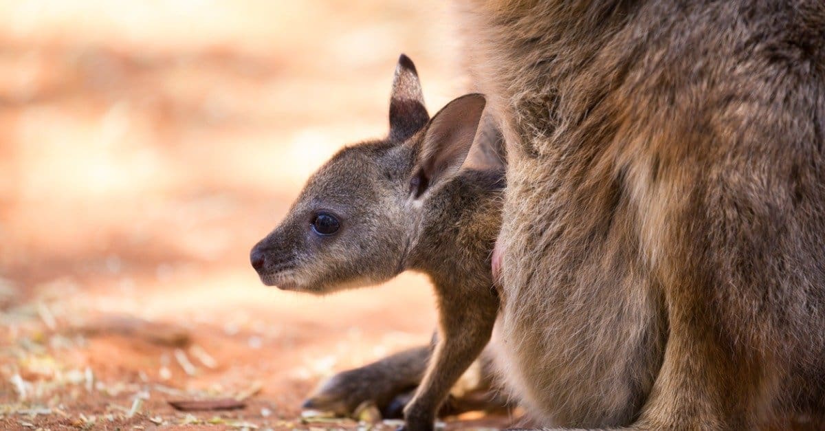 The World’s Cutest Animal Babies Will Warm Your Heart