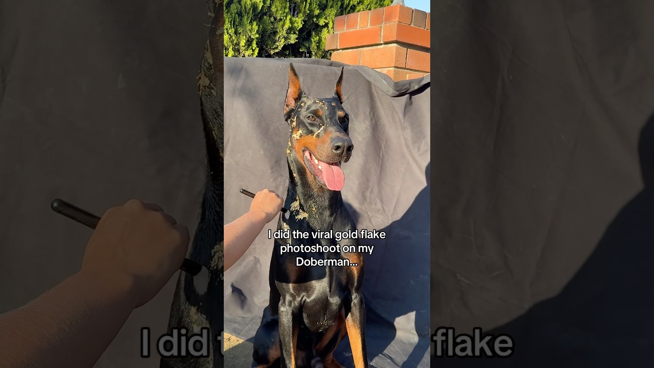 Golden Photo Shoot Makes Doberman Shine