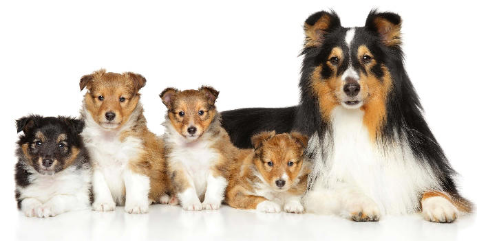 Learn how to determine the right time to spay or neuter your dog