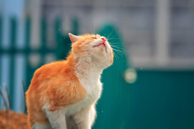 Your Cat Hates These Common Smells