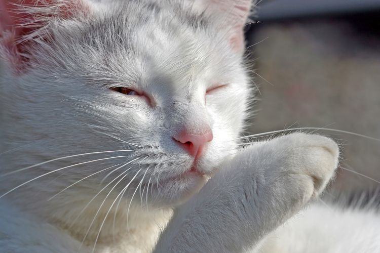 Fifteen signs your cat has heard every word you said — and filed it ...