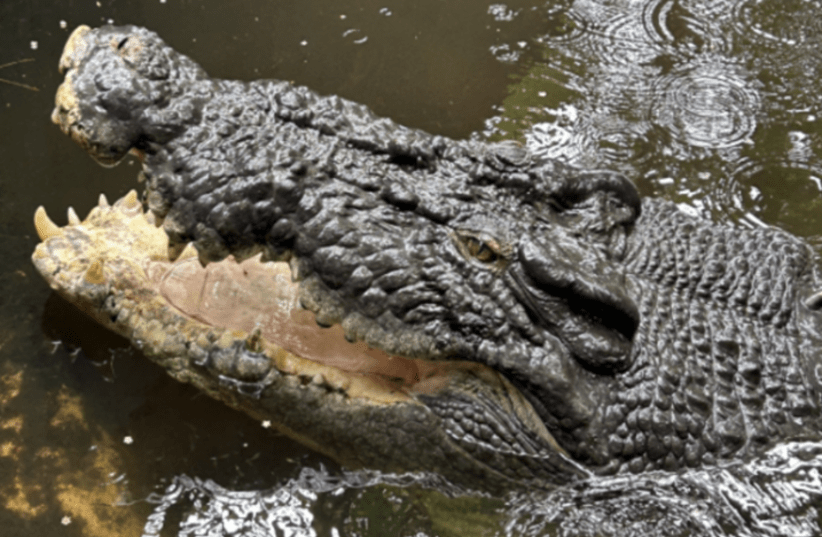 Cassius, world's largest captive crocodile, dies in Australia Cassius, world's largest captive crocodile, dies in Australia