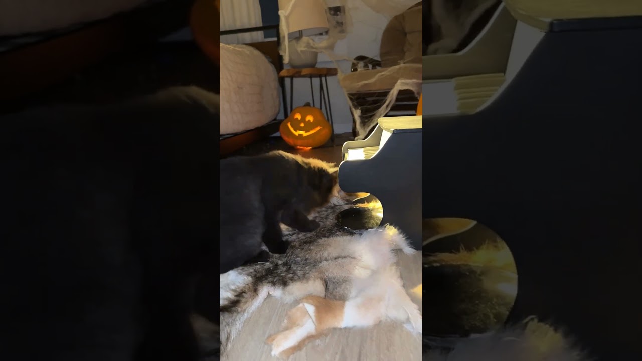 Cat embraces Halloween spirit in playful video