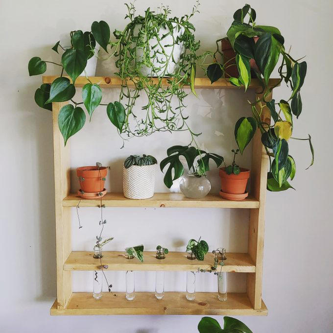 10 Indoor Plant Shelf Ideas to Make More Space for Green
