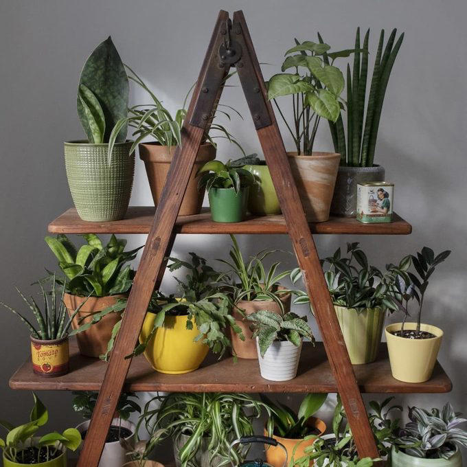 10 Indoor Plant Shelf Ideas to Make More Space for Green