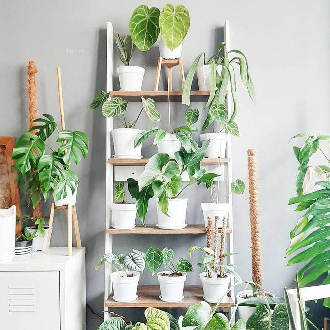 Indoor Plant Shelf Ideas To Make More Space for Green