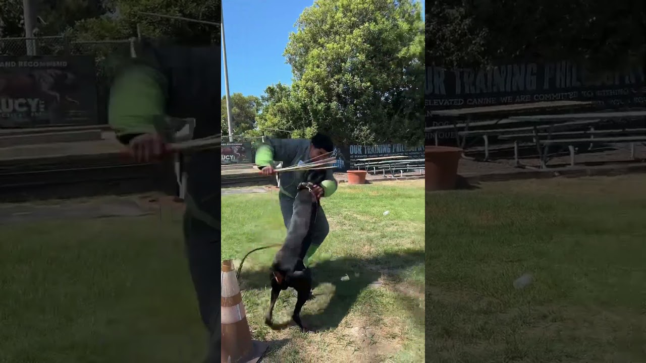 Meet the pet owners who skip parties to train their athletic dogs