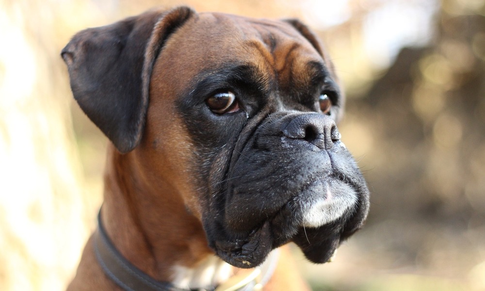 These 15 Habits Mean Your Dog Thinks They’re Alpha—and You’re Not