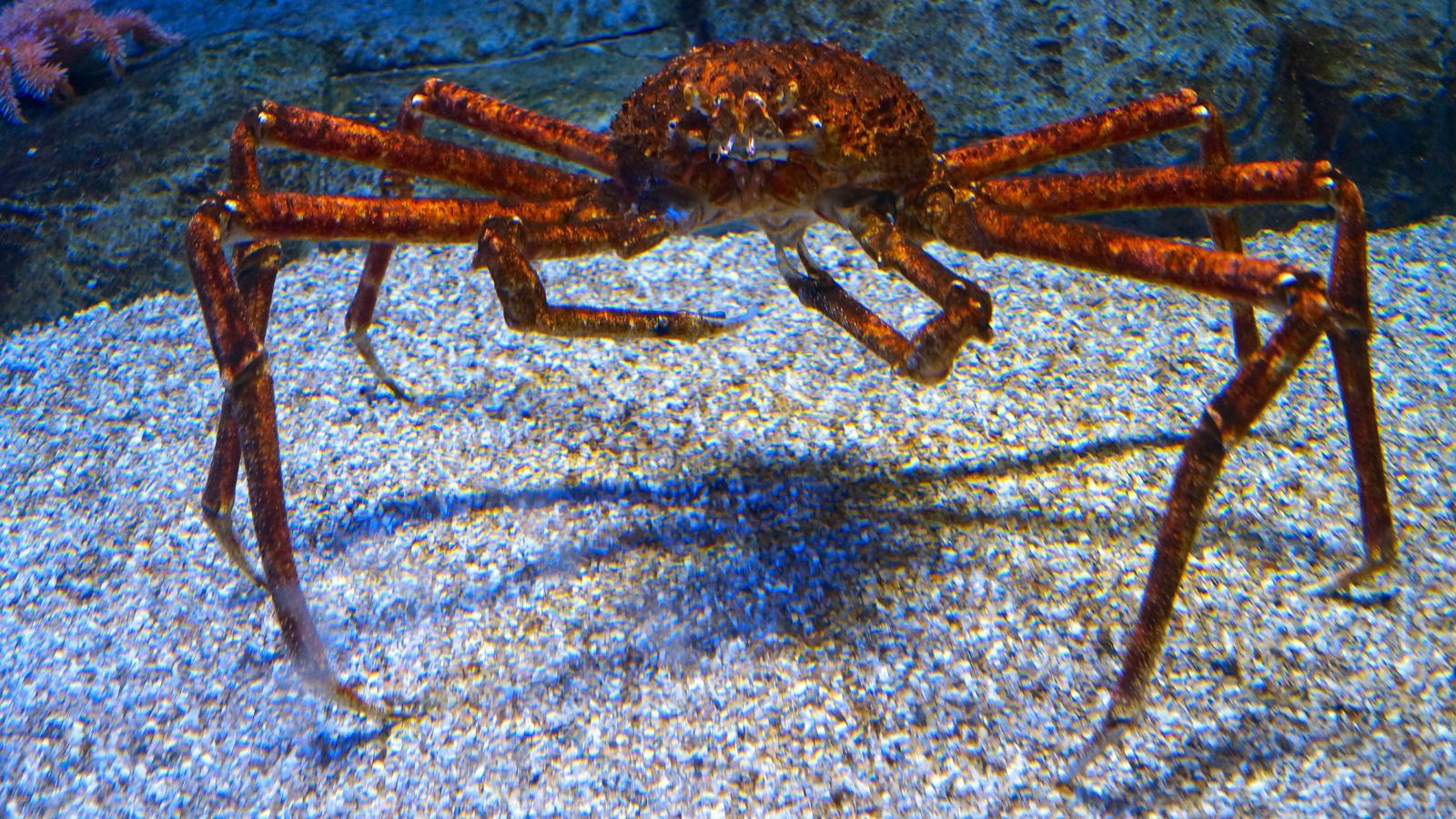 16 Amazing Facts About the World’s Largest Spider Crab 16 Amazing Facts About the World’s Largest Spider Crab