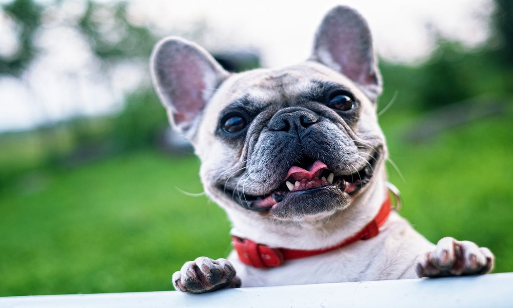 The Most Lovable Flat-Faced Dog Breeds (You’ll Want Them All)