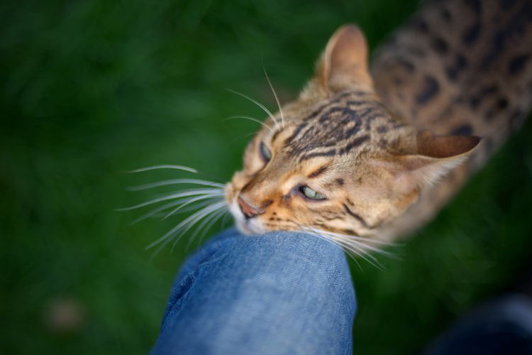 Fifteen signs your cat has heard every word you said — and filed it ...