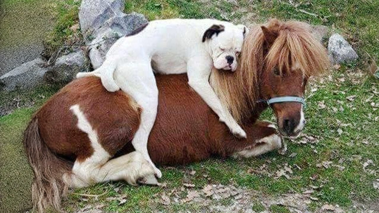 Animals absolutely obsessed with their best friends