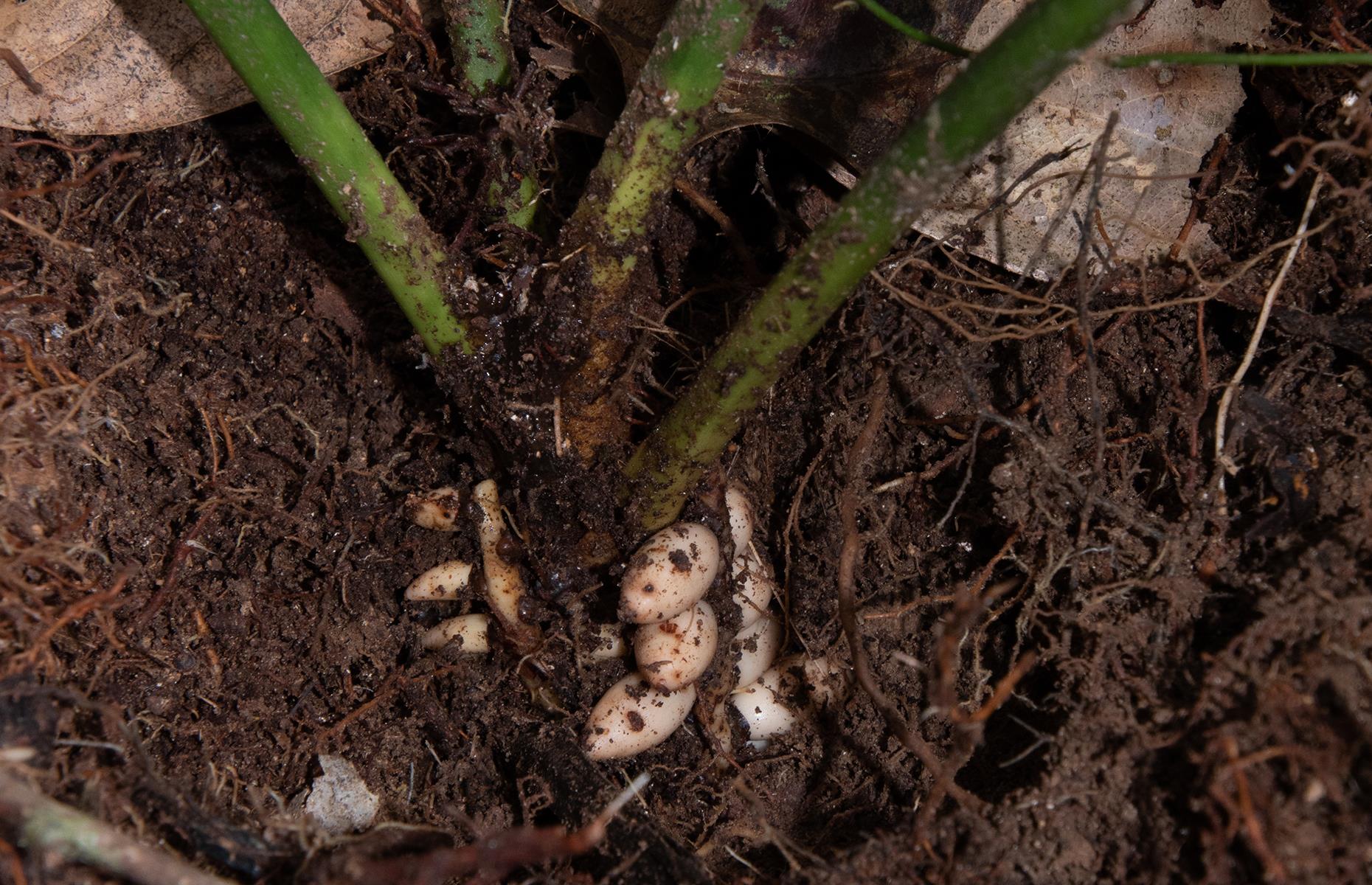 Amazing NEW plants that have only just been discovered